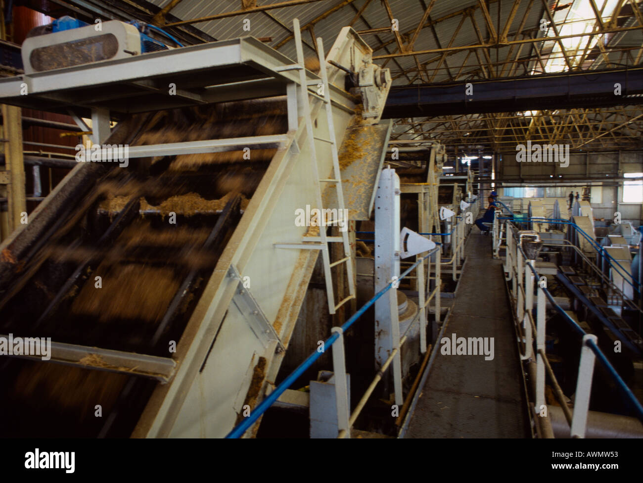 Medine Mauritius Sugar Cane Plantation Factory Washing & Sorting ...