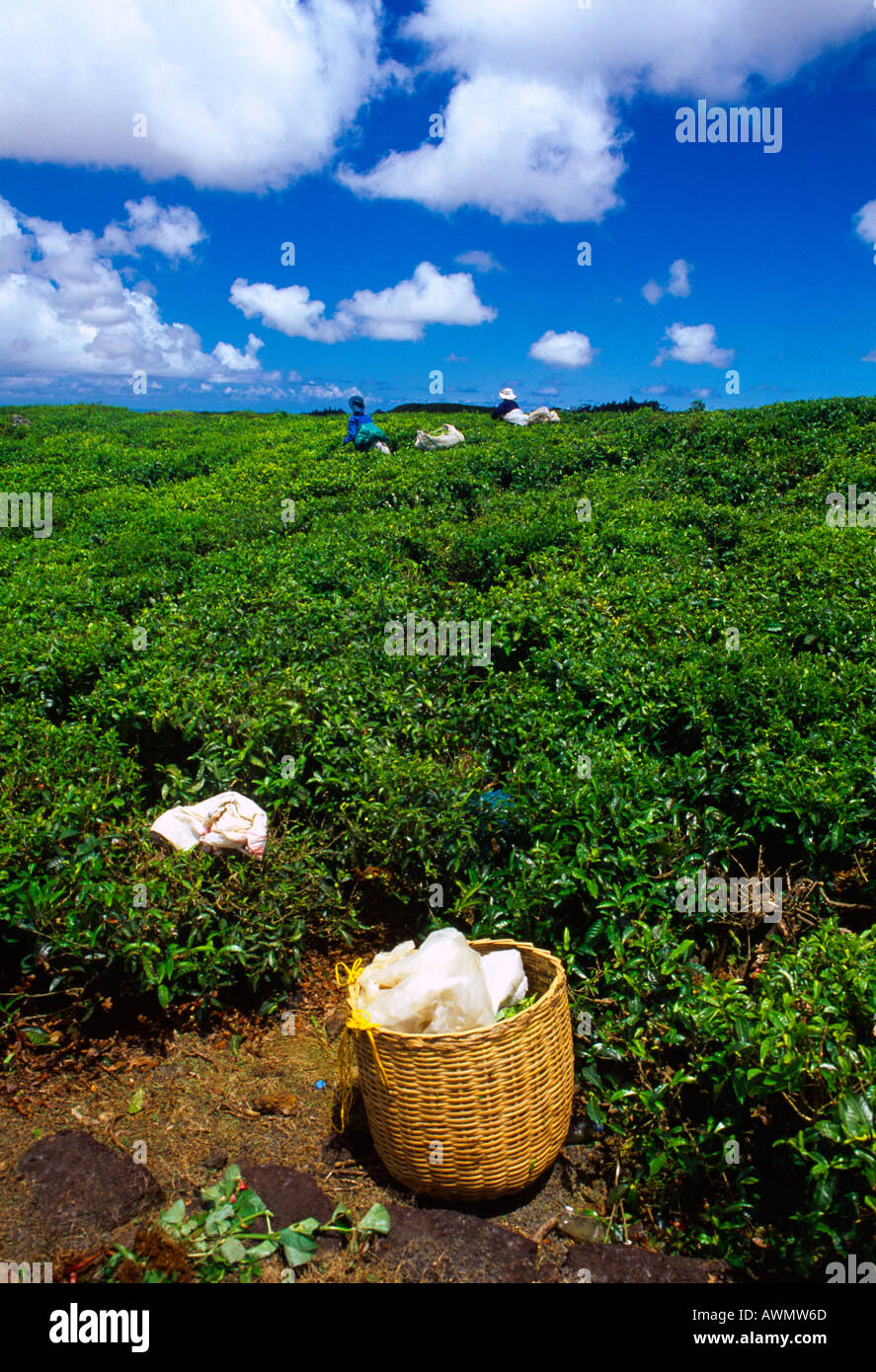 Bois Cheri Tea Plantation Mauritius Tea Pickers & Basket Stock Photo ...