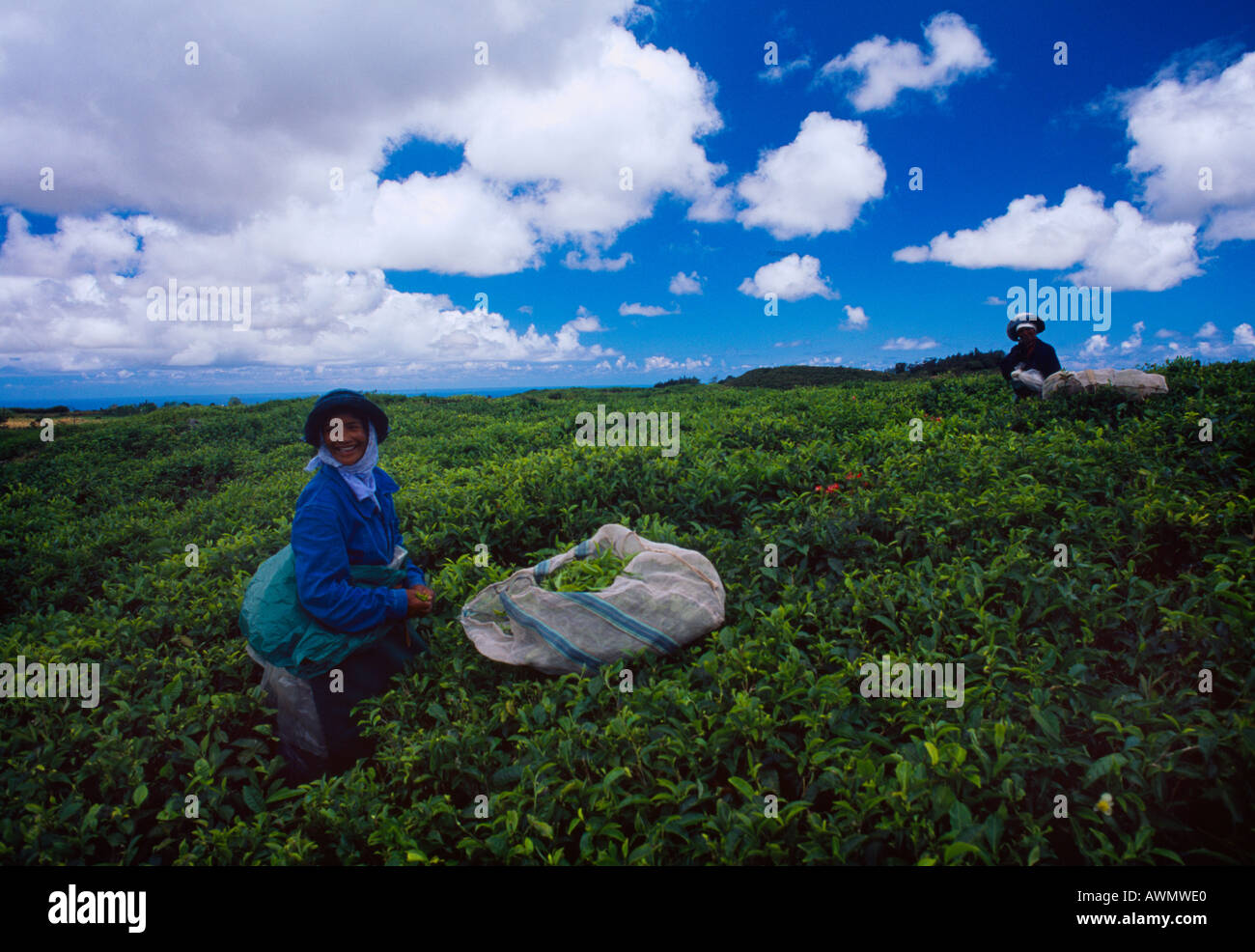 Bois Cheri Tea Plantation Mauritius Tea Pickers Stock Photo - Alamy
