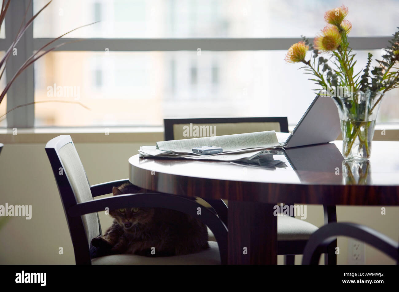 Cat under the table hi-res stock photography and images - Alamy