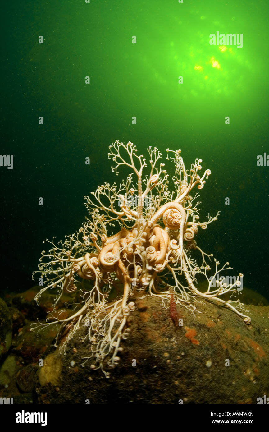 Gorgon's Head (Gorgonocephalus caputmedusae). White Sea, White Karelia ...
