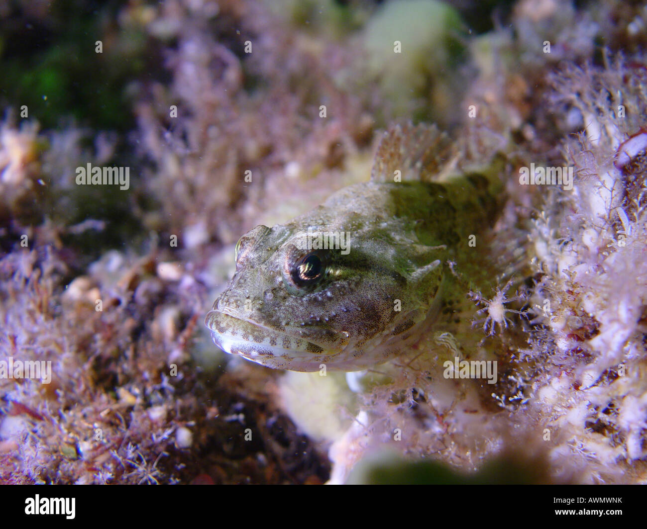 Long-spined Sea Scorpion (Taurulus bubalis). White Sea, White Karelia ...