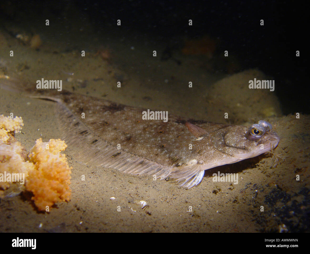 European plaice fish pleuronectes platessa hi-res stock photography and ...