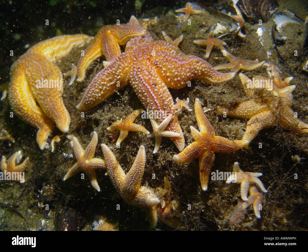 Common Starfish (Asterias rubens). White Sea, White Karelia, Russia ...