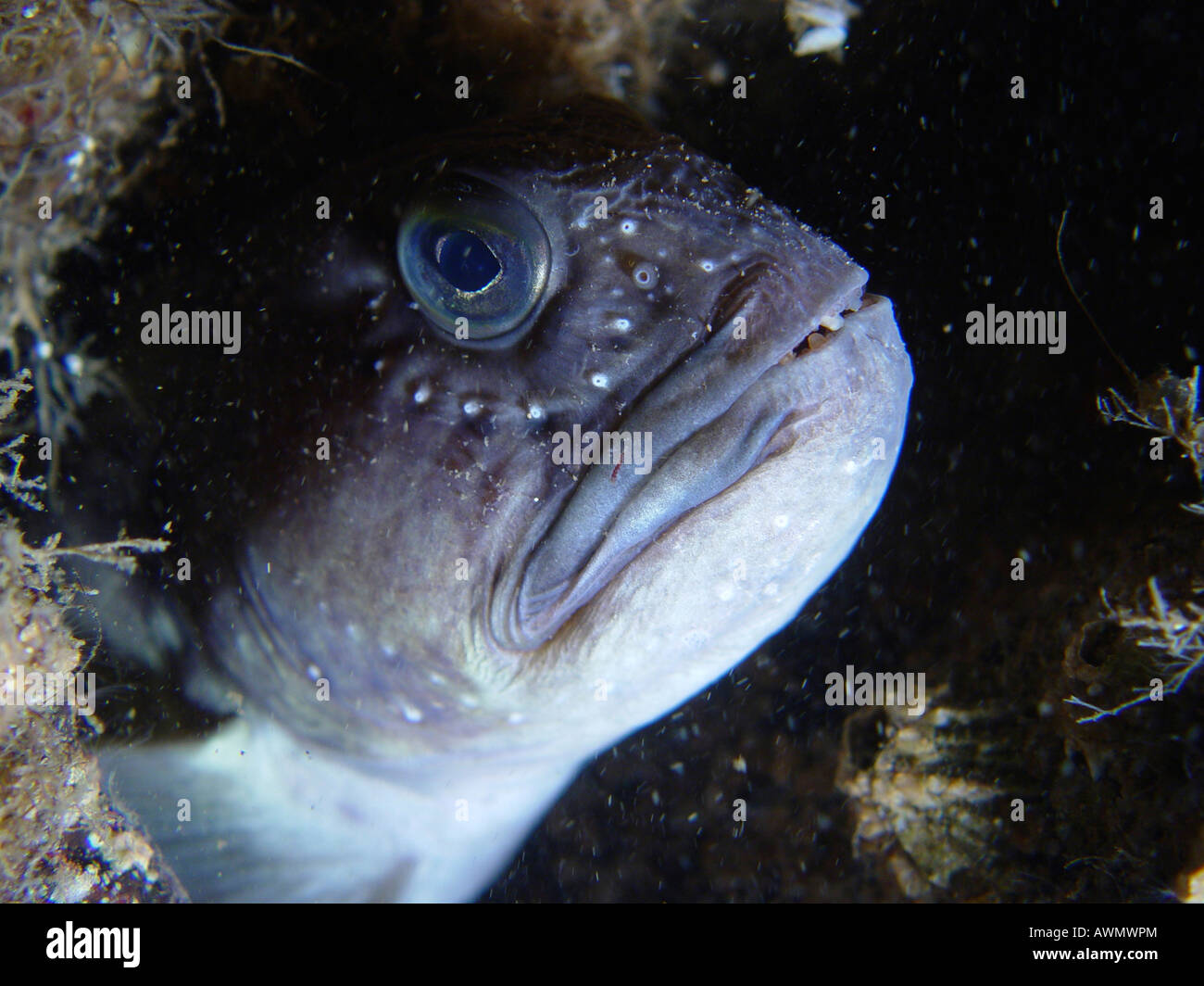 Common Wolfish (Anarhichas lupus). White Sea, White Karelia, Russia ...