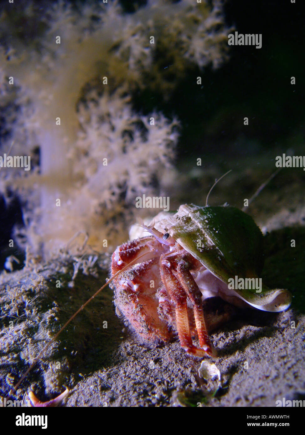 Common marine hermit crab hi-res stock photography and images - Alamy