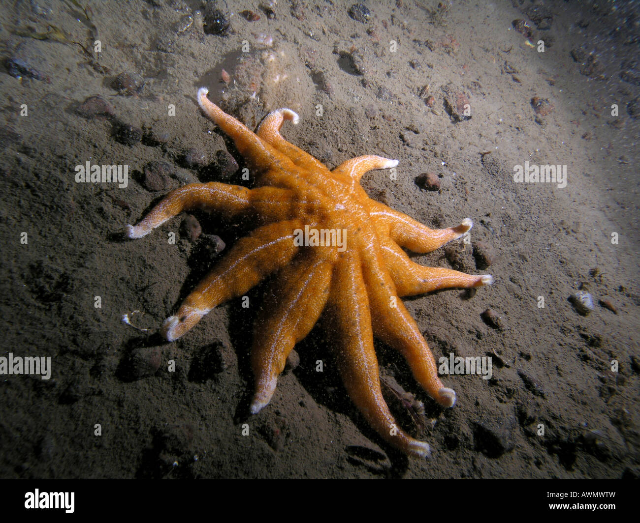 Purple Sun Star (Solaster endeca). White Sea, White Karelia, Russia ...