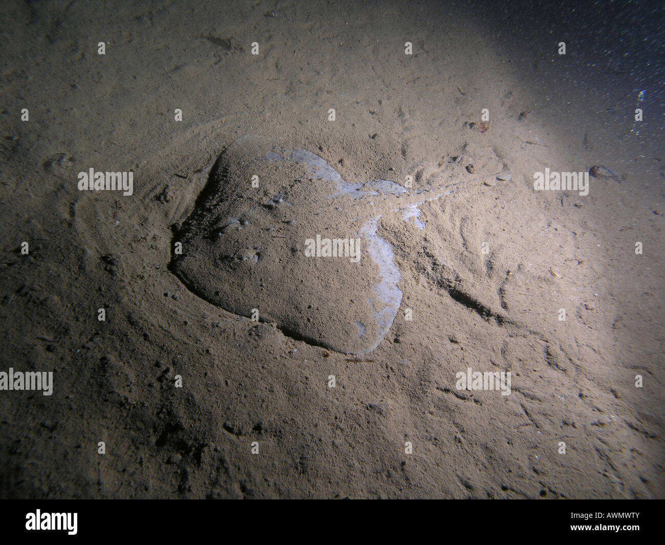 European plaice fish pleuronectes platessa hi-res stock photography and ...