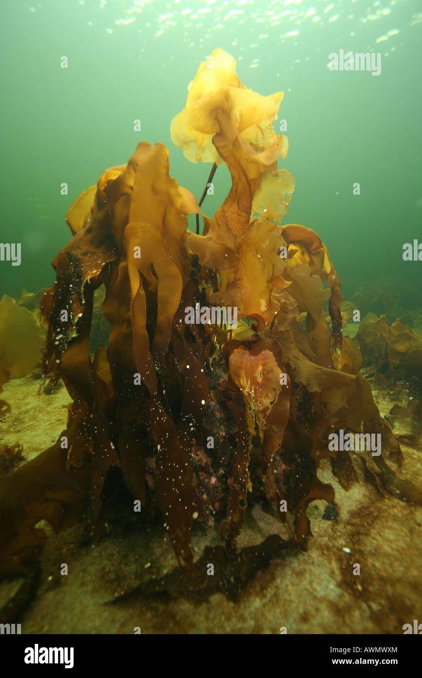 Laminaria (Laminaria hyperborea). White Sea, White Karelia, Russia ...
