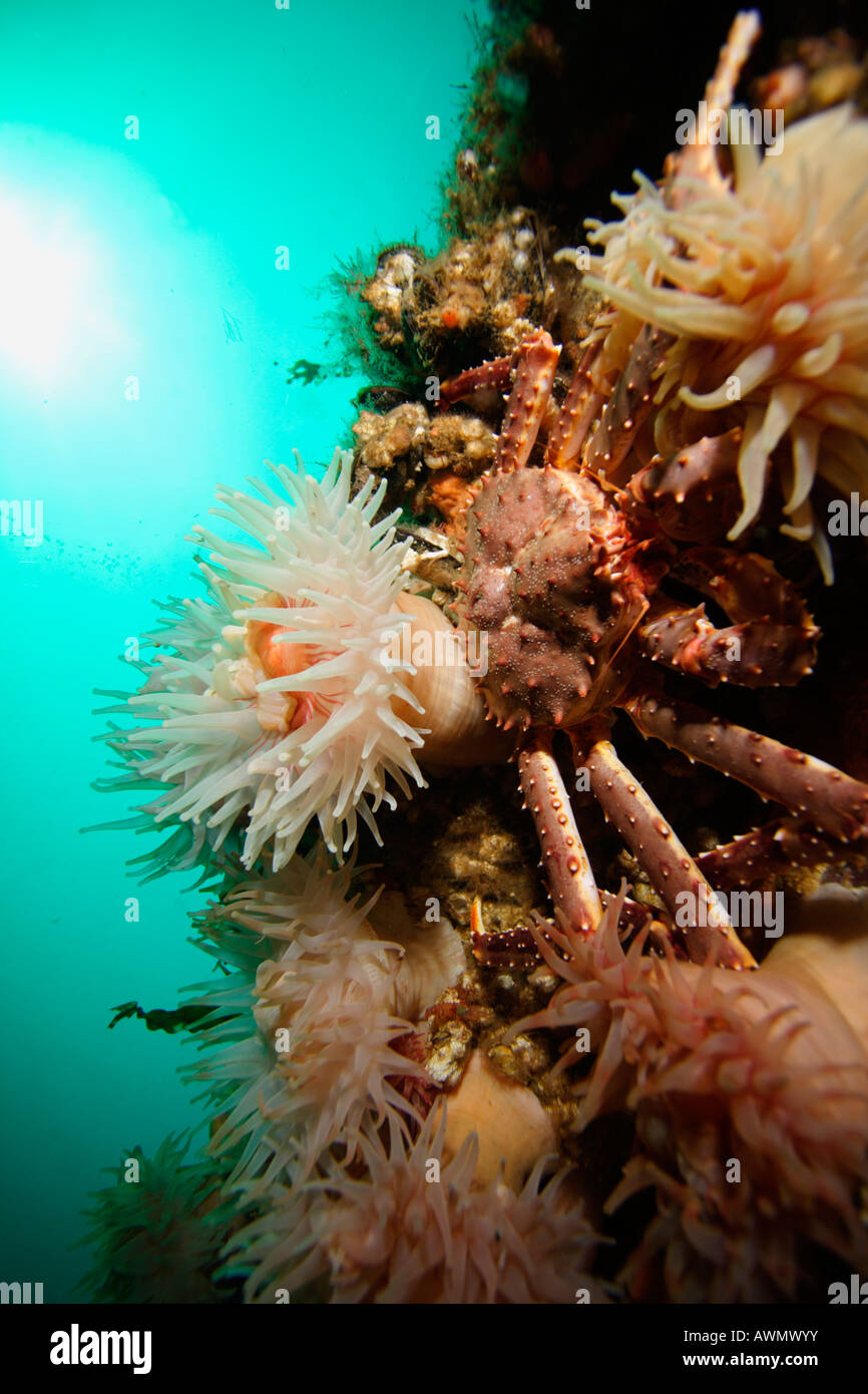 Dahlia anemone (Urticina felina) and red king crab (Paralithodes ...
