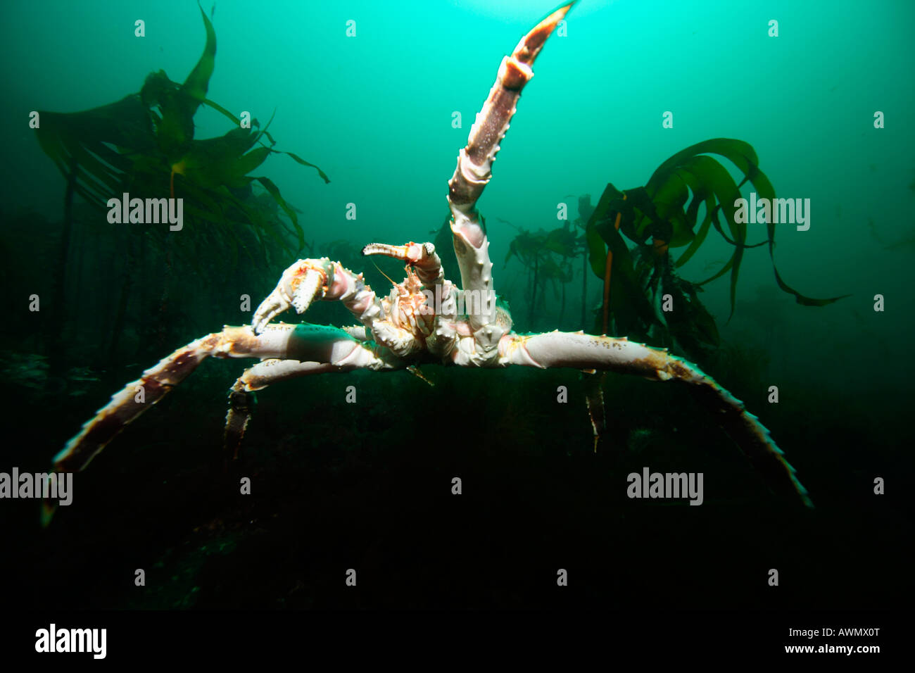 Red King Crab (Paralithodes camtschatica). Barents Sea, Russia Stock ...