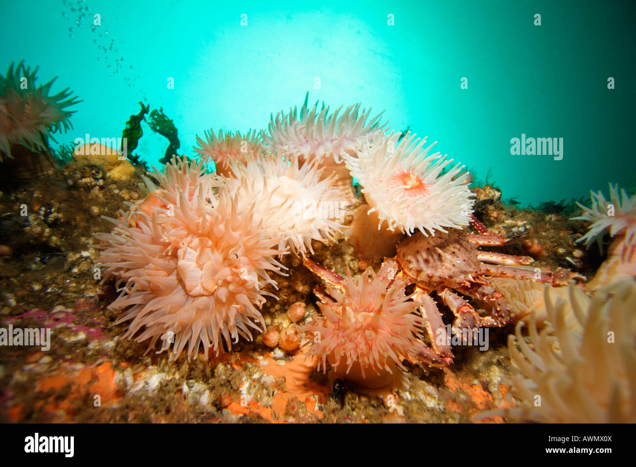 Dahlia anemone and crab hi-res stock photography and images - Alamy