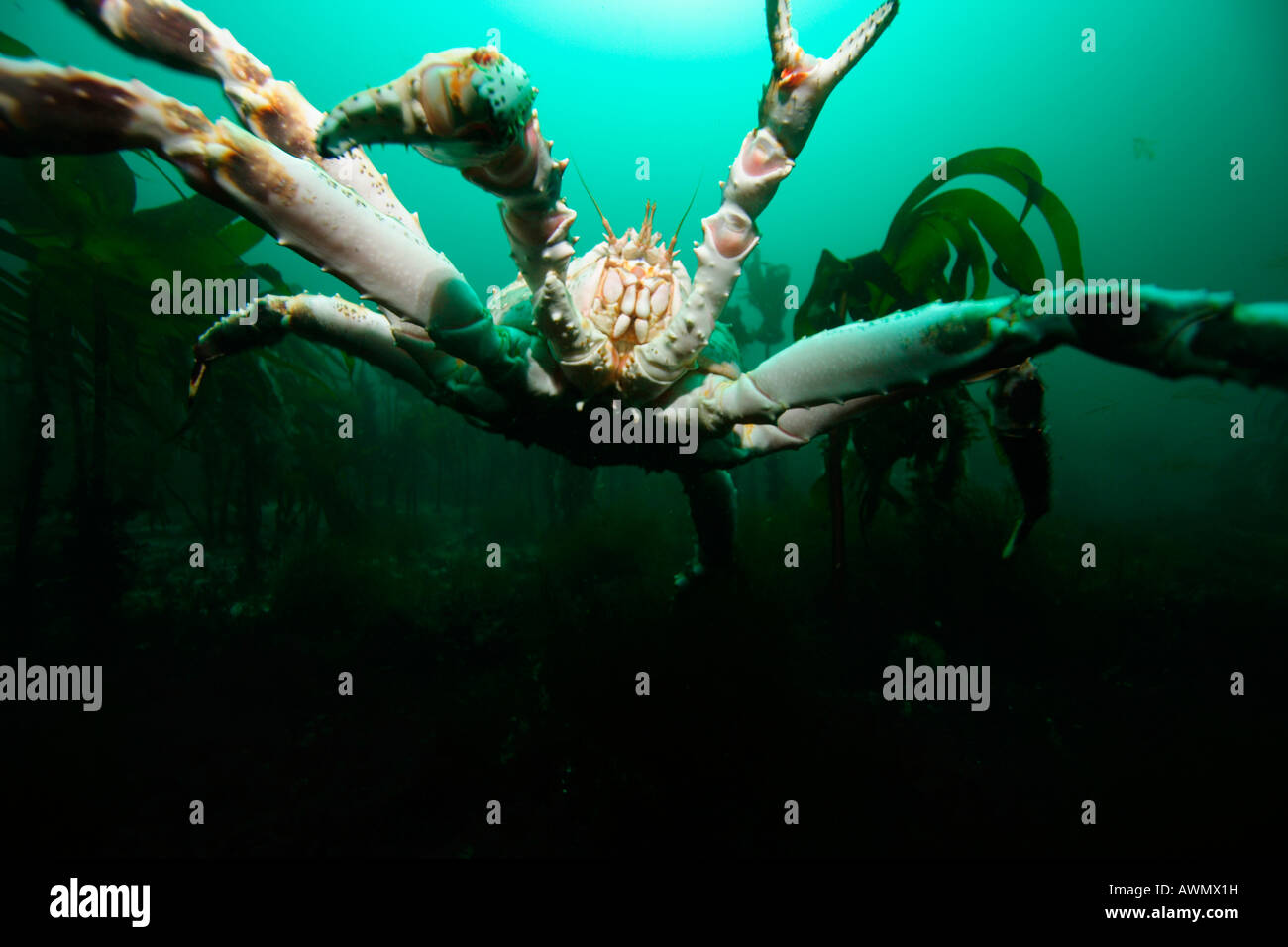 Red king crab (Paralithodes camtschatica). Barents Sea, Russia Stock ...