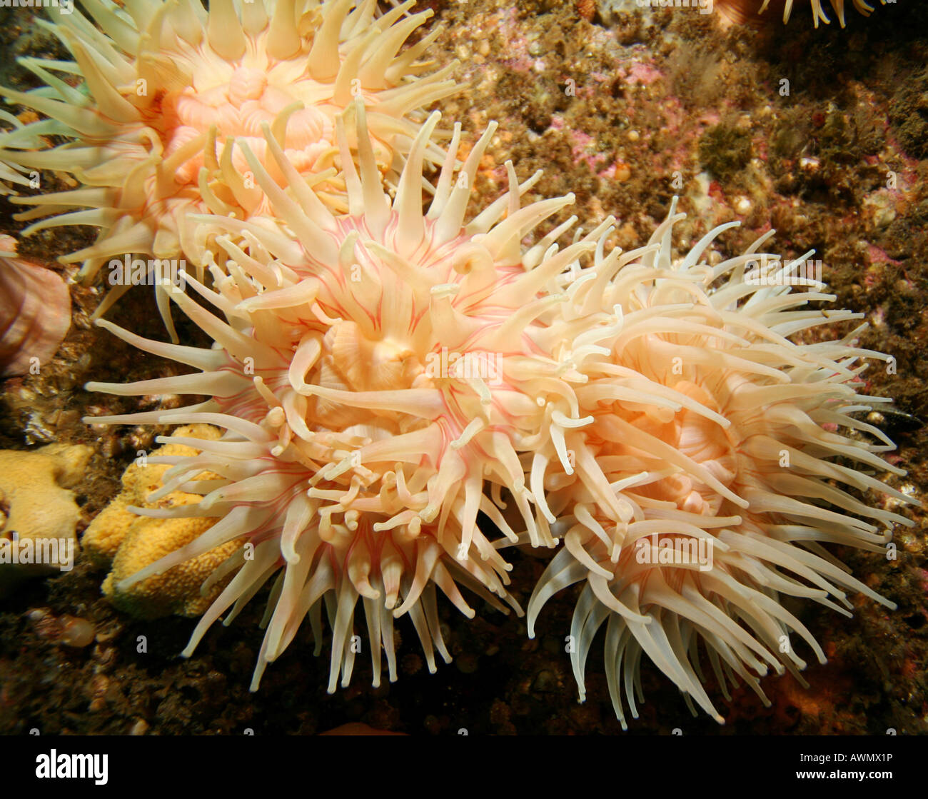 Dahlia sea anemone hi-res stock photography and images - Alamy