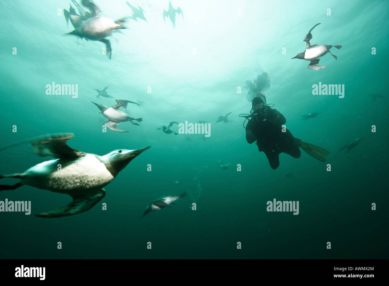 Diving Common Guillemot (Uria aalge) and diver. Barents Sea, Russia ...
