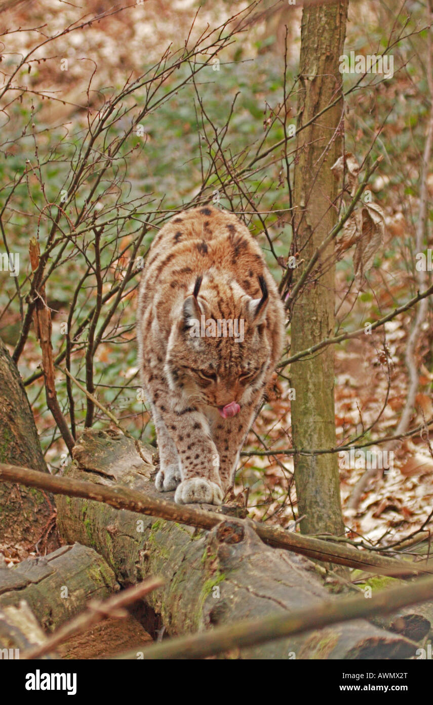 female Eurasian lynx Lynx lynx Stock Photo - Alamy