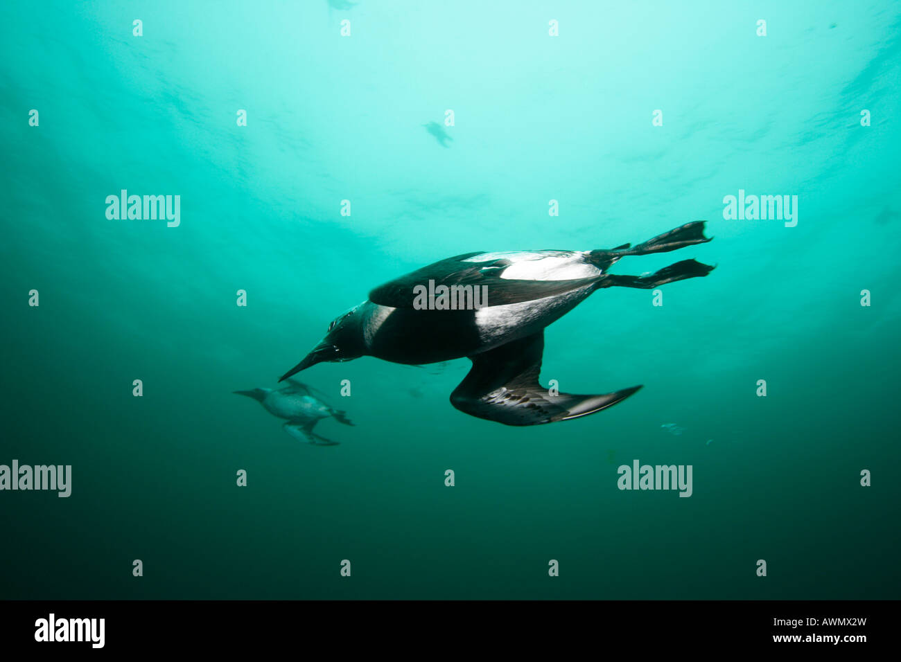 Diving Common Guillemot (Uria aalge). Barents Sea, Russia Stock Photo ...