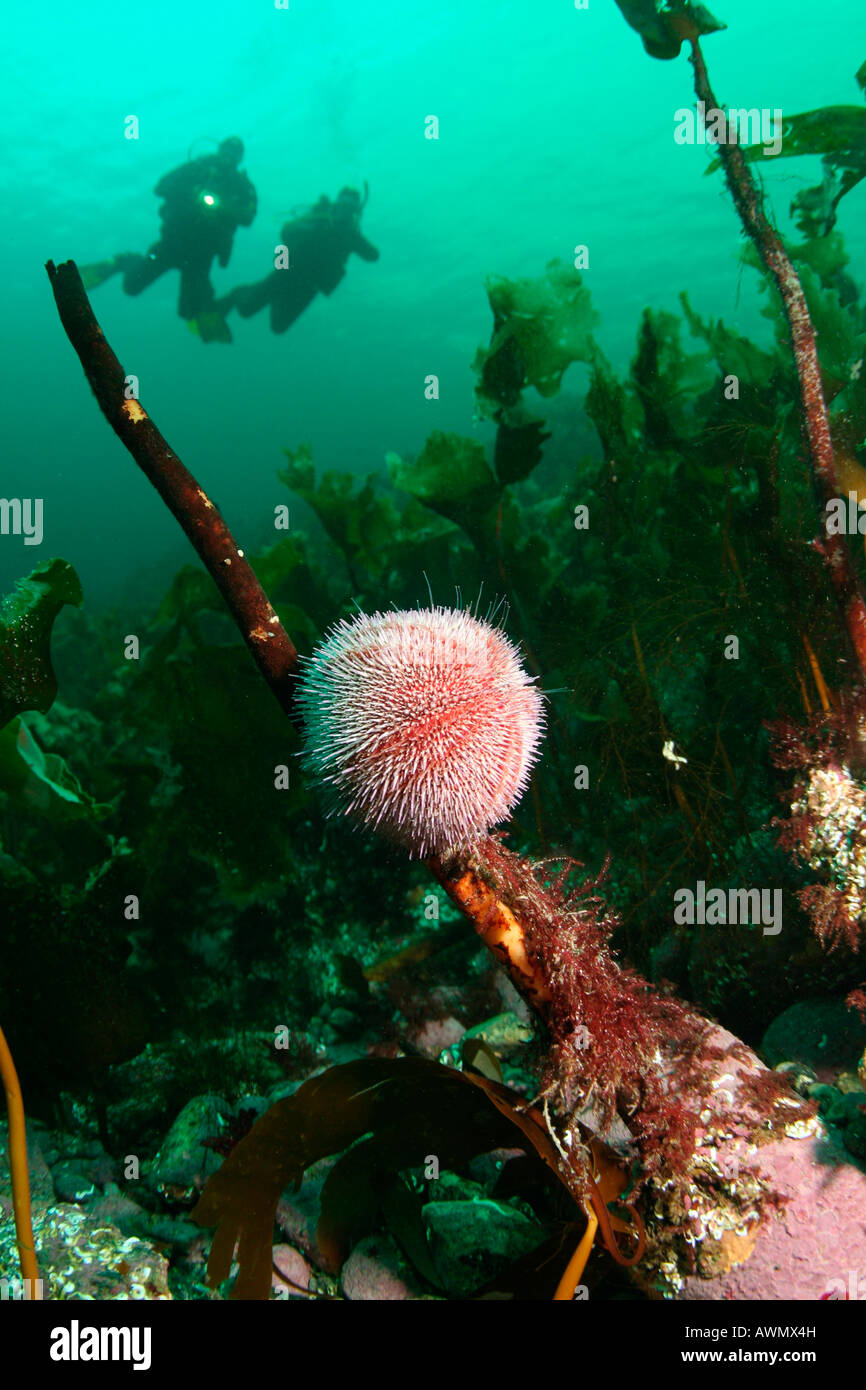 Barentssee hi-res stock photography and images - Alamy