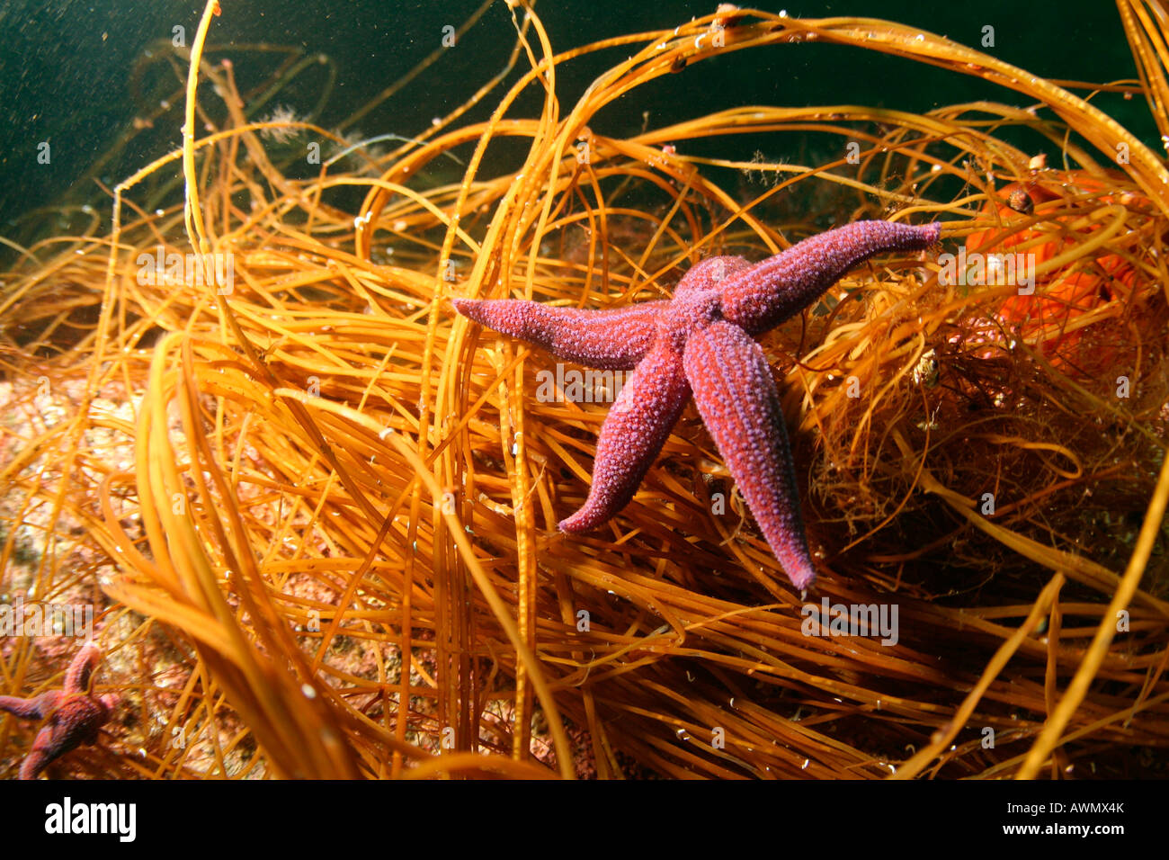 Common Starfish (Asterias rubens). Barents Sea, Russia Stock Photo - Alamy