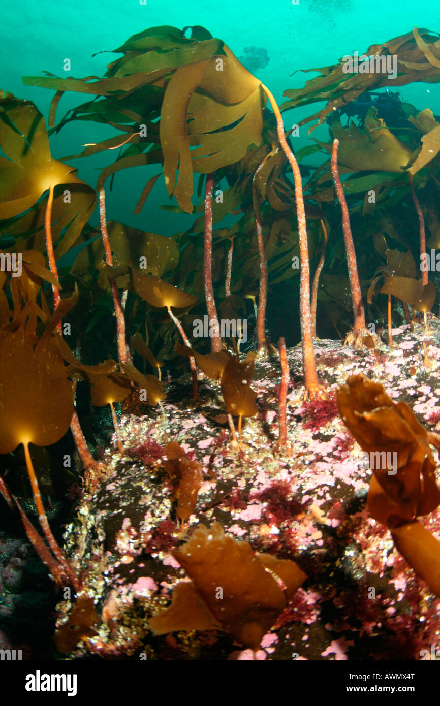 Laminaria (Laminaria hyperborea). Barents Sea, Russia Stock Photo - Alamy