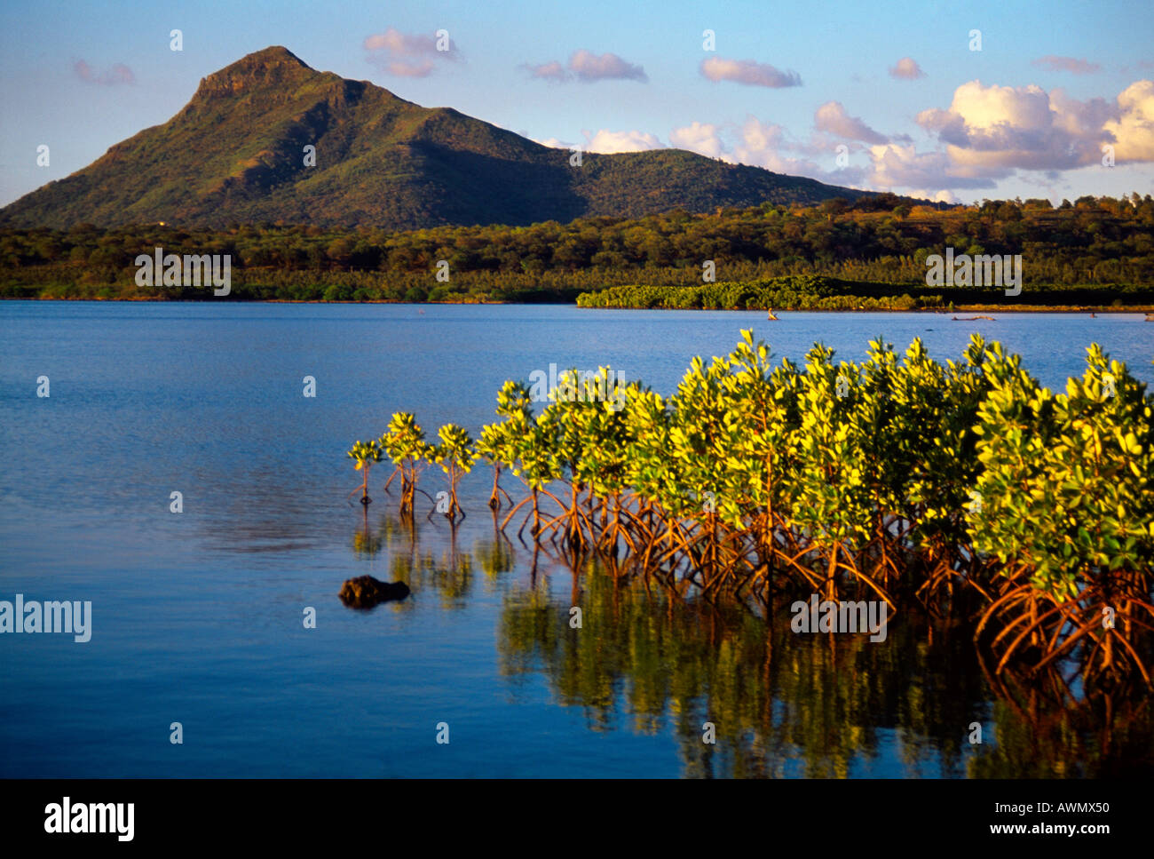 Anse Colas Mauritius Mangroves Stock Photo - Alamy