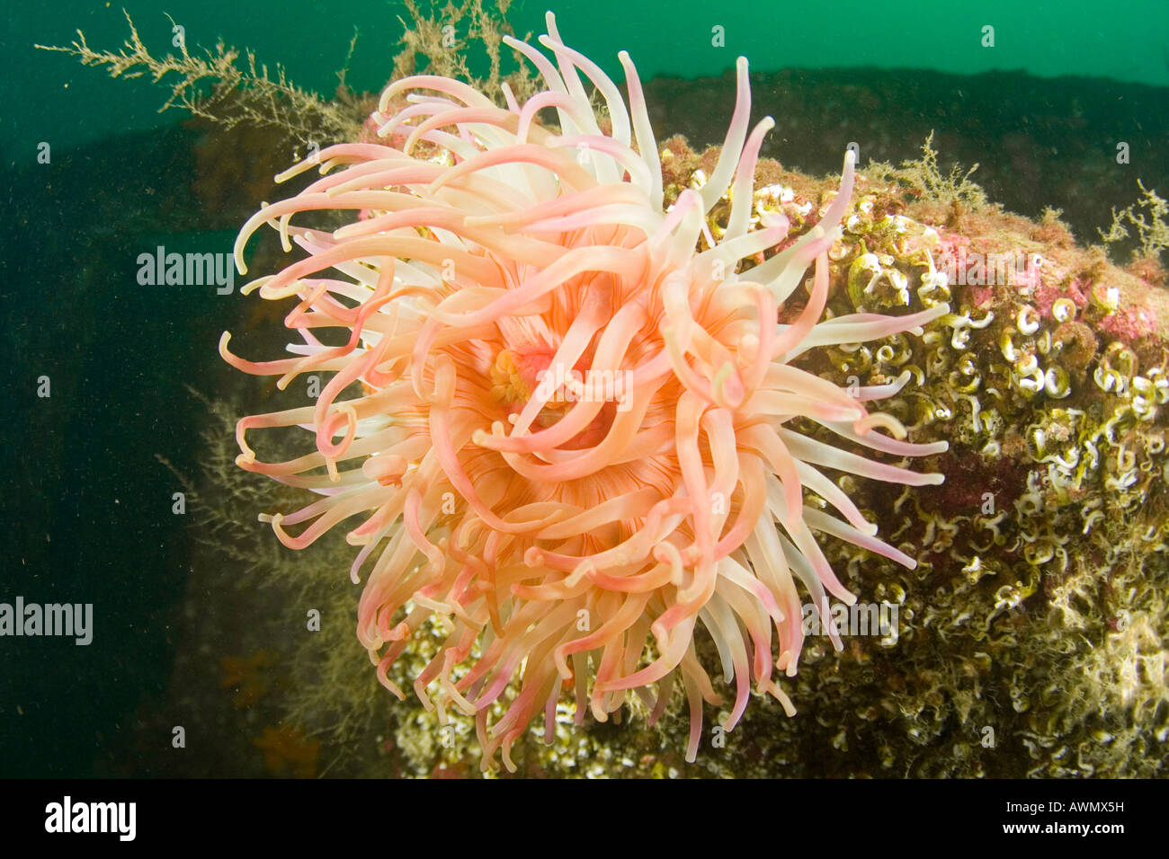 Dahlia anemone hi-res stock photography and images - Alamy