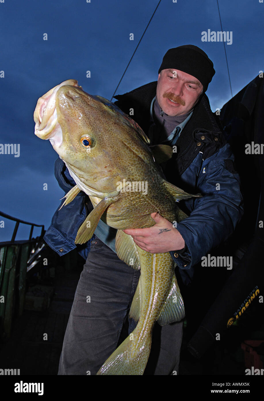 Cod (Gadus morhua). Barents Sea, Norway Stock Photo - Alamy