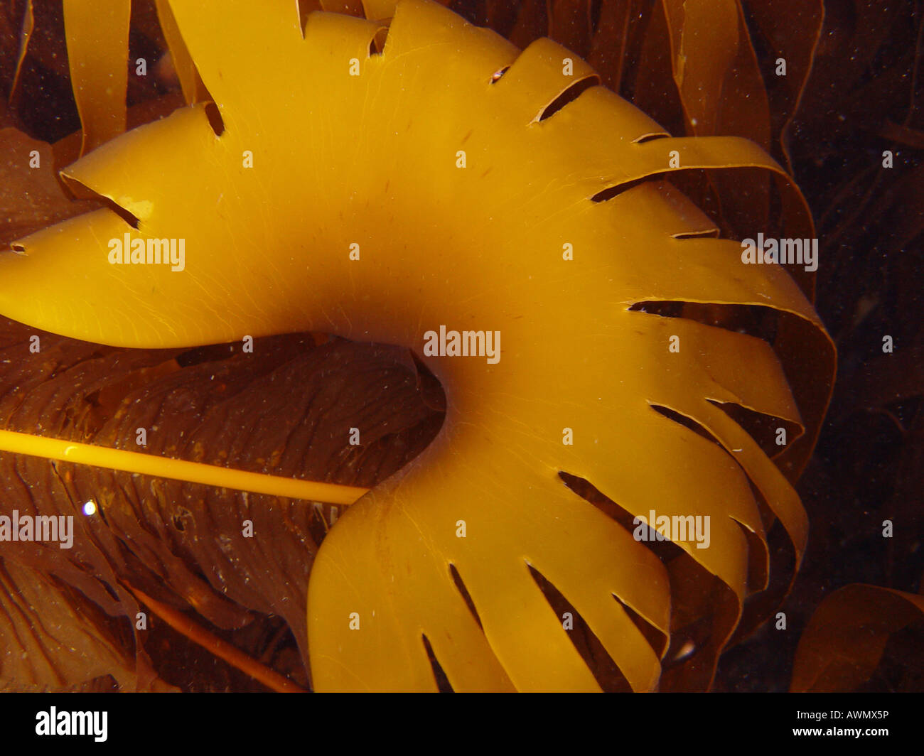 Laminaria hyperborea hi-res stock photography and images - Alamy