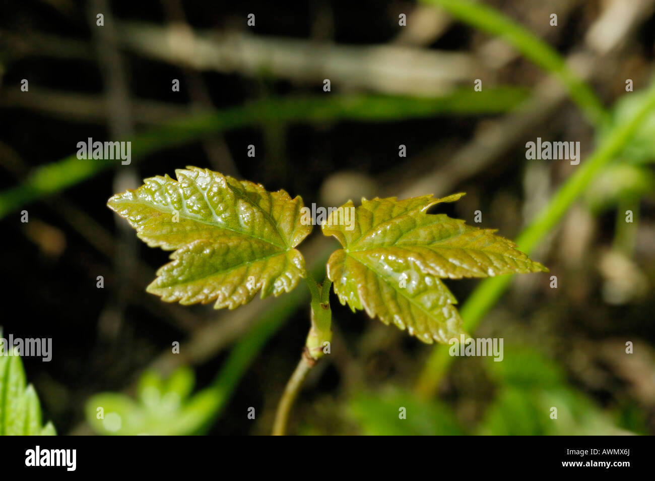 Young maple sprout Stock Photo - Alamy