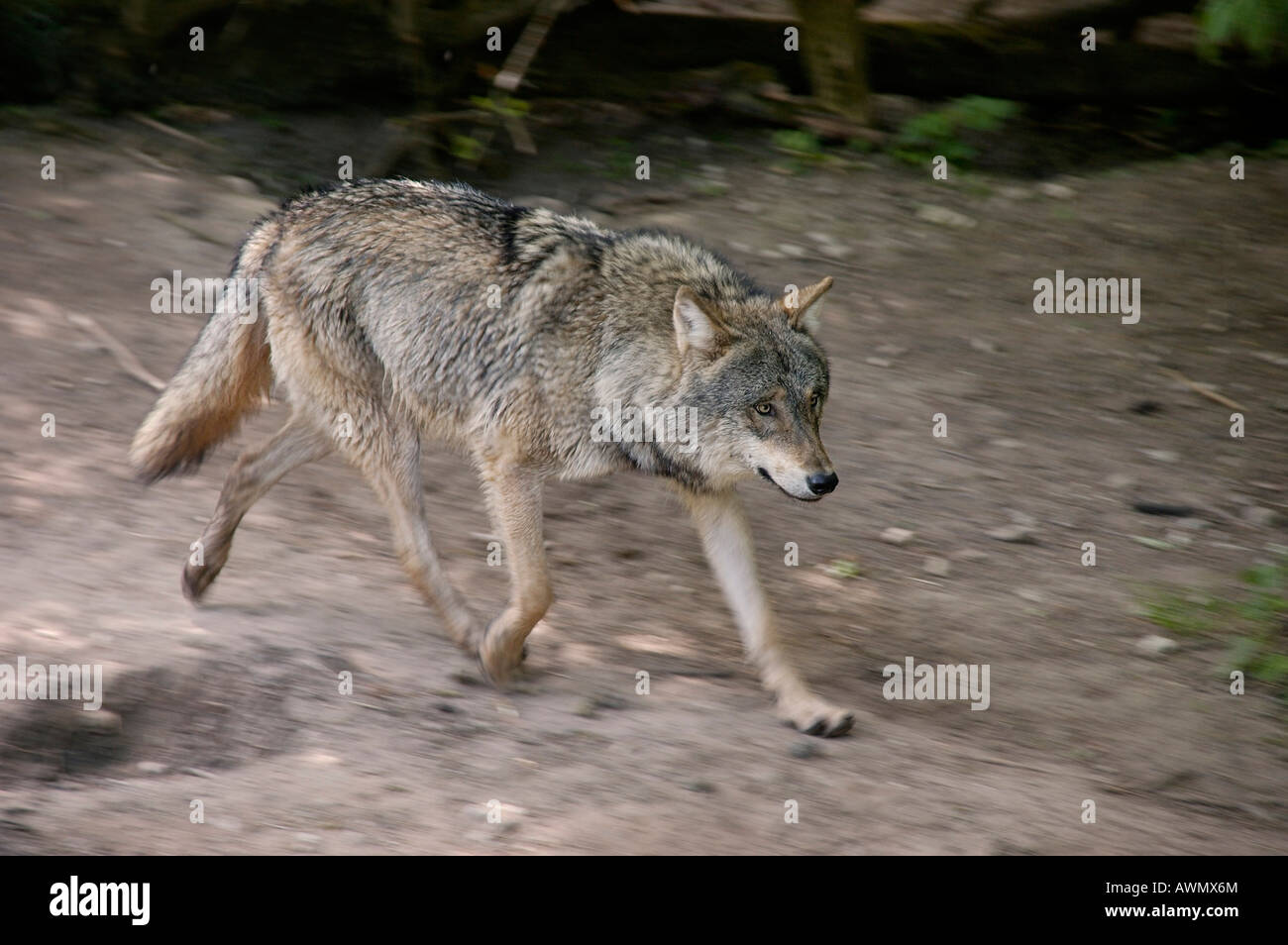Gray Wolf Running Side View