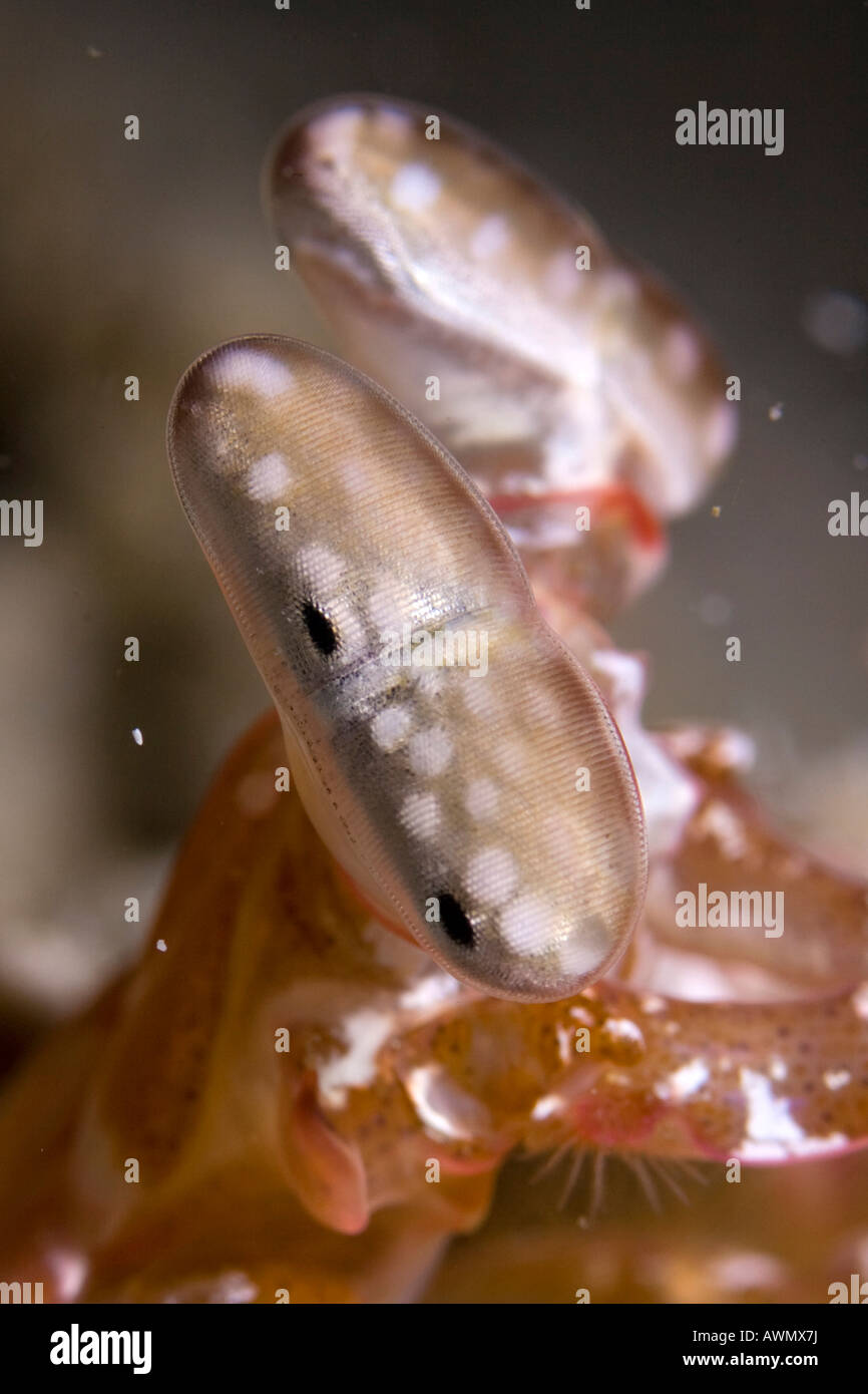 Mantis shrimp close up hi-res stock photography and images - Alamy