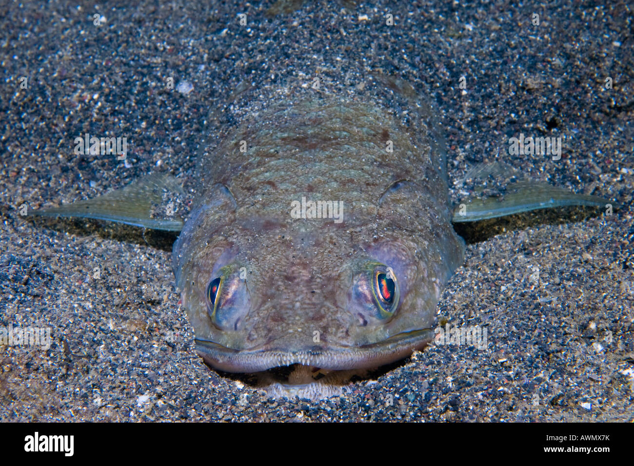 Sand lizardfish Synodus dermatogenys, Indonesia Stock Photo - Alamy