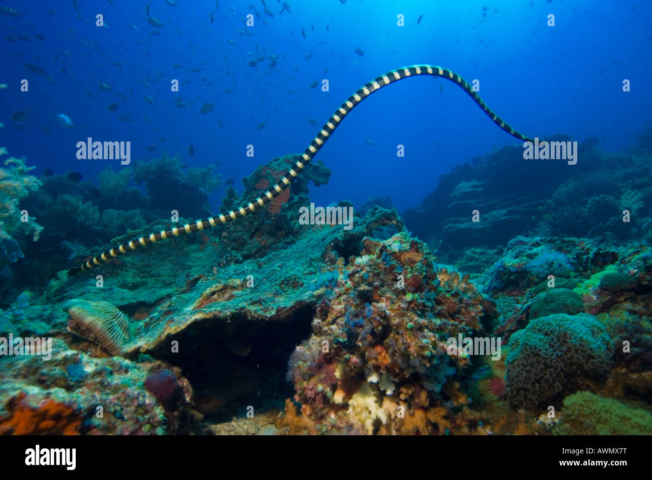 Sea snake hi-res stock photography and images - Alamy