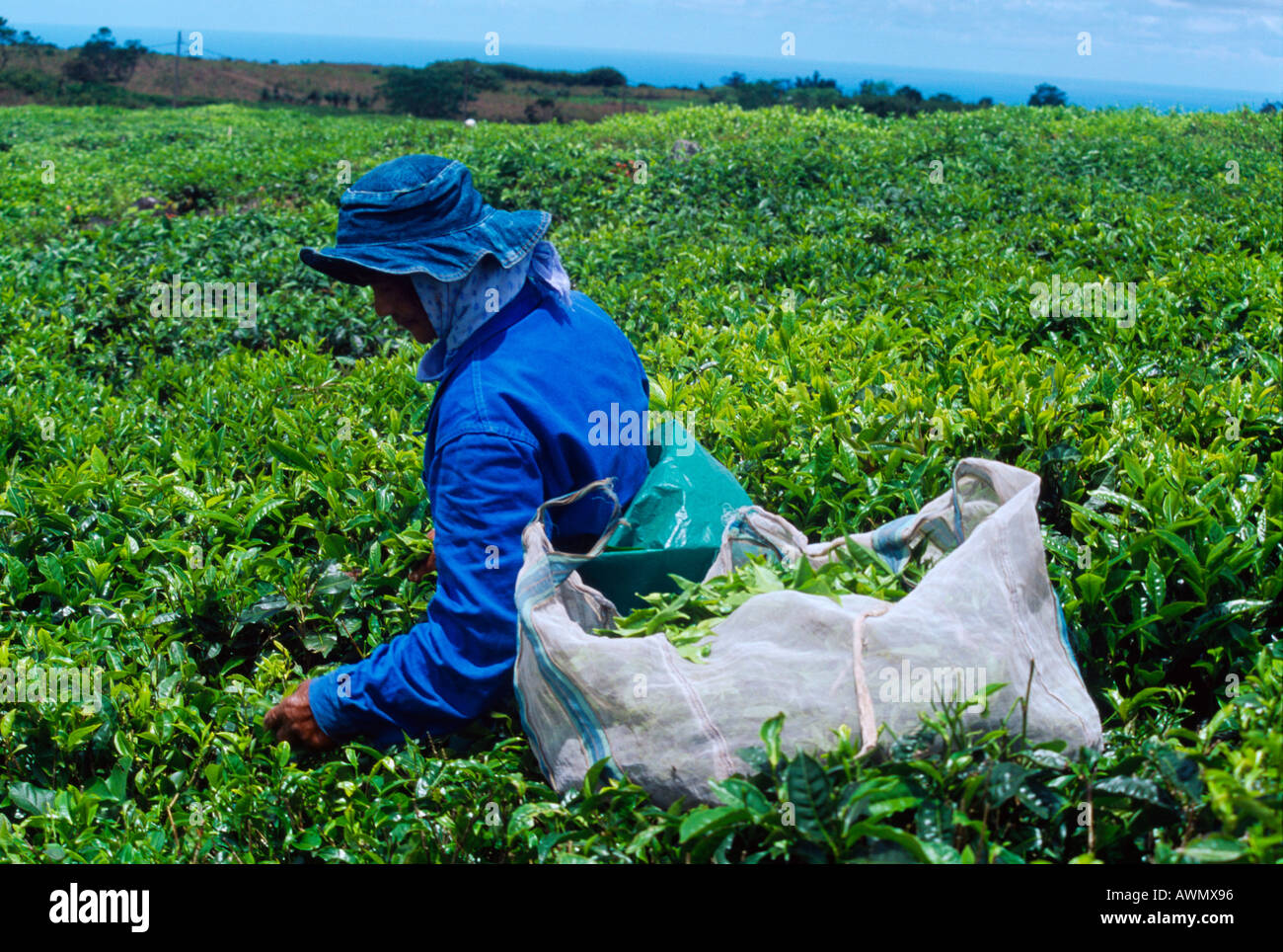 Bois Cheri Tea Plantation Mauritius Tea Picker Stock Photo - Alamy