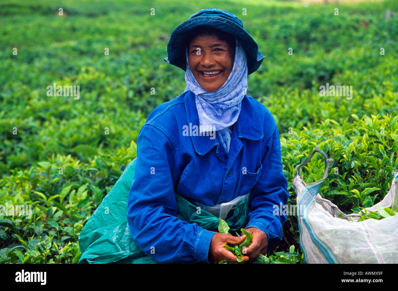 Bois Cheri Tea Plantation Mauritius Tea Picker Stock Photo - Alamy
