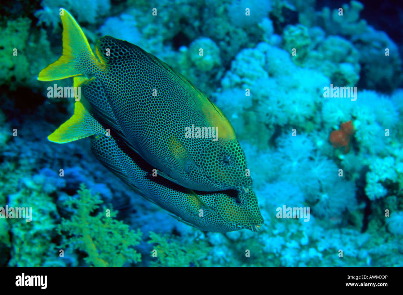 Rabbitfish hi-res stock photography and images - Alamy