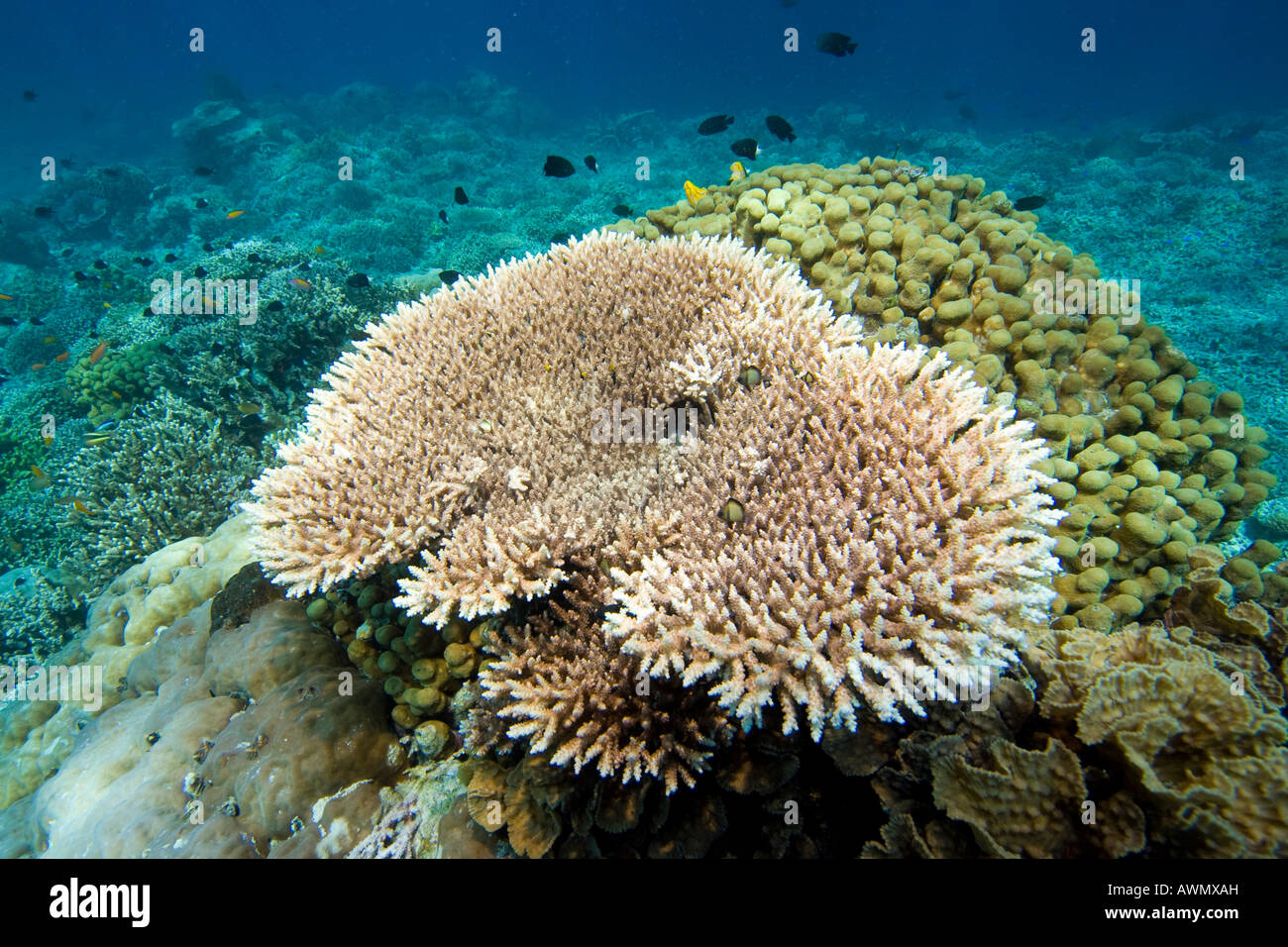 Coral reef Acropora hyacinthus, in the Bunaken underwater national park ...
