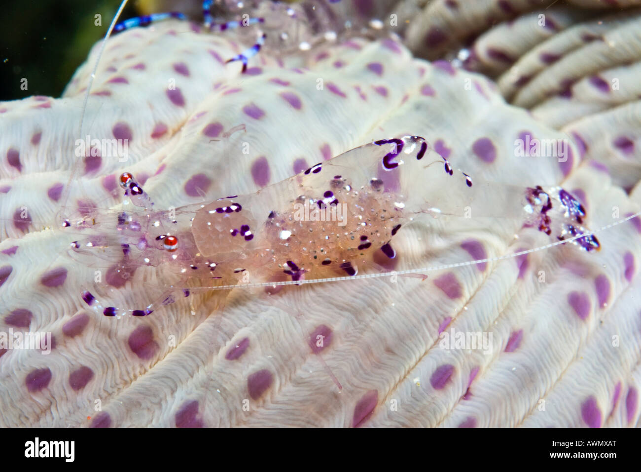 Partner shrimp, Periclimenes tosaensis, Indonesia Stock Photo - Alamy