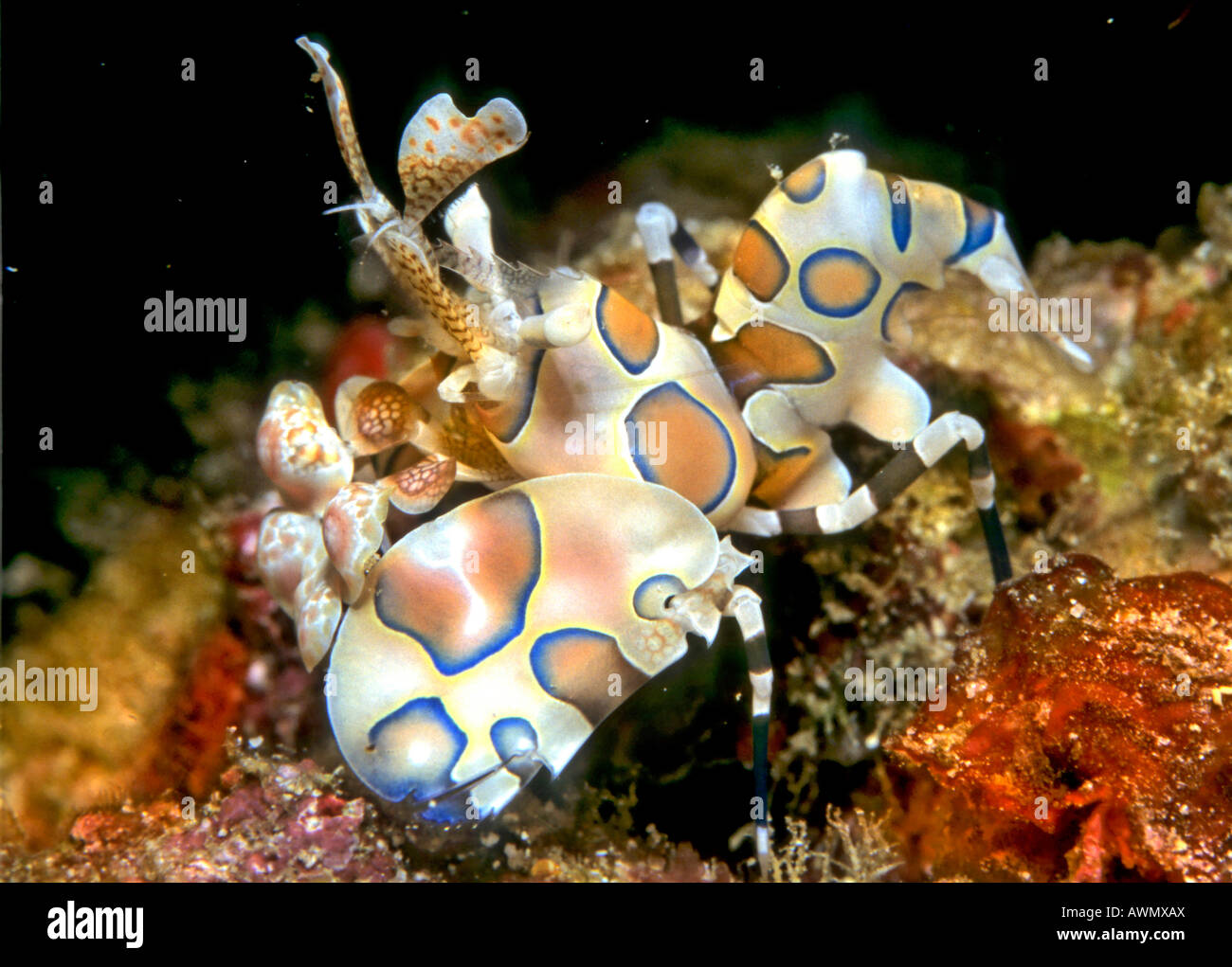 Harlequin shrimp Hymenocera elegans, Maldives, Indian ocean Stock Photo ...