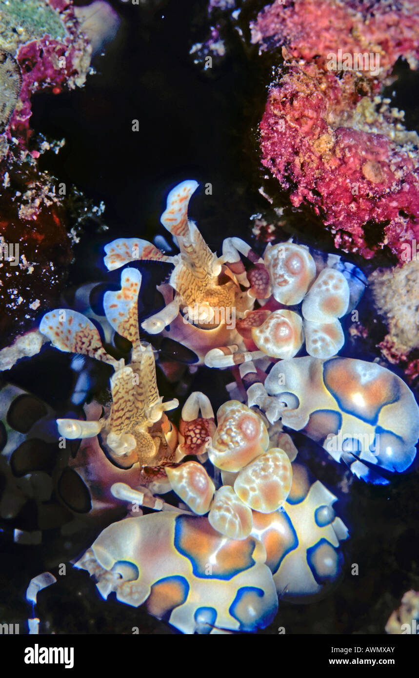 Pair of harlequin shrimp, Maldives, Indian ocean Stock Photo - Alamy