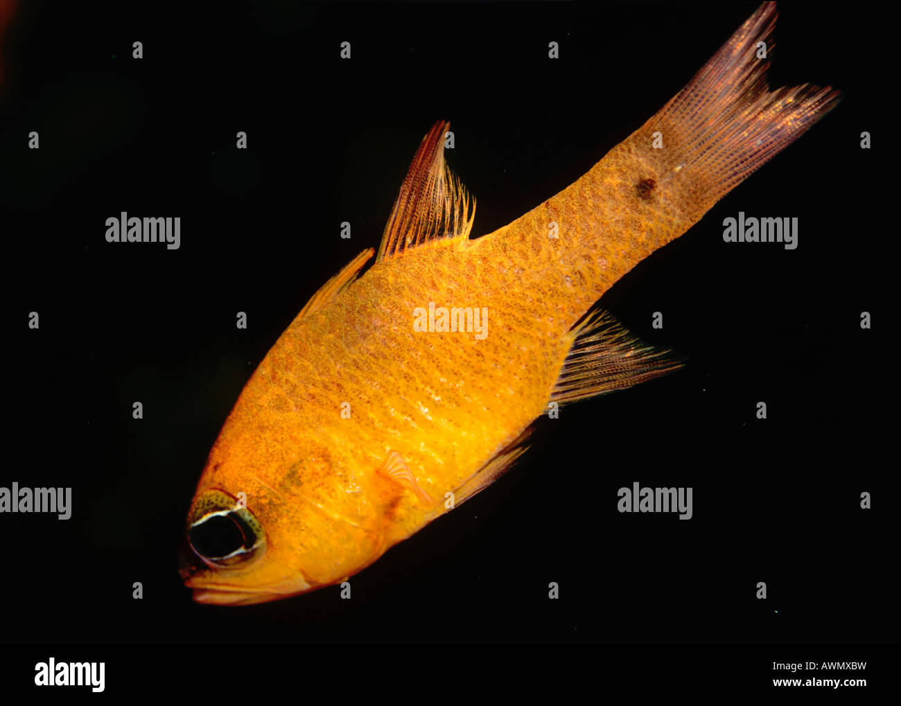 Yellow cardinal fish hi-res stock photography and images - Alamy