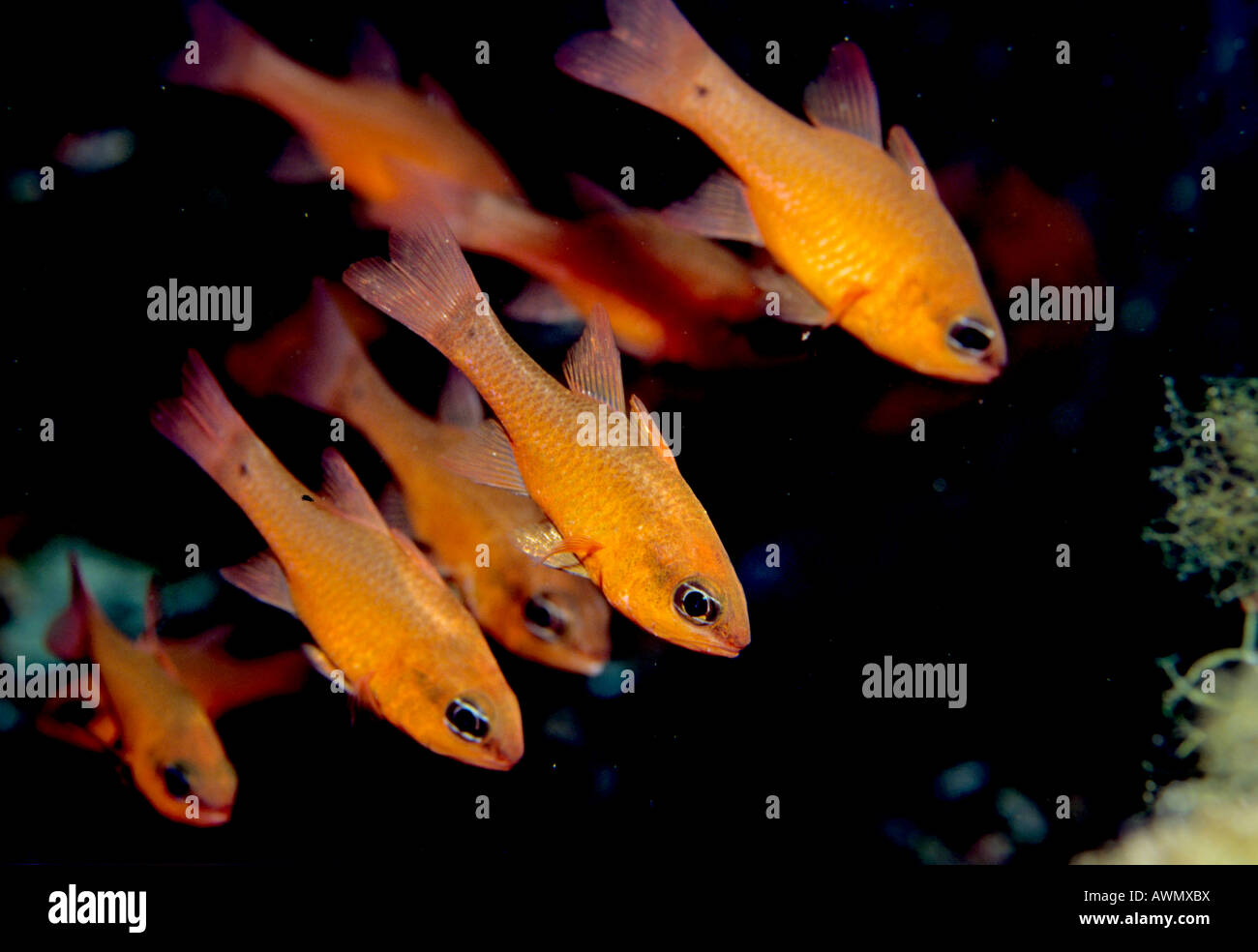 Cardinal Fish (Apogon imberbis), Mediterranean Sea Stock Photo - Alamy