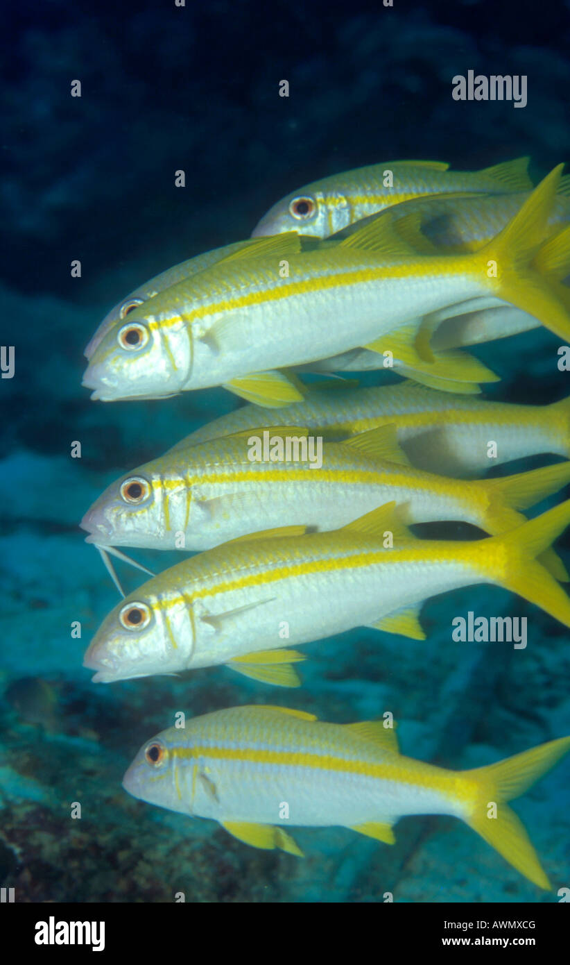 Yellowfin Goatfish (Mulloidichthys vanicolensis), Philippines, Asia ...