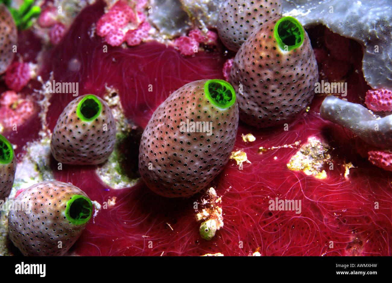 Green Reef Sea-squirt (Didemnum molle), Palau, Oceania Stock Photo - Alamy