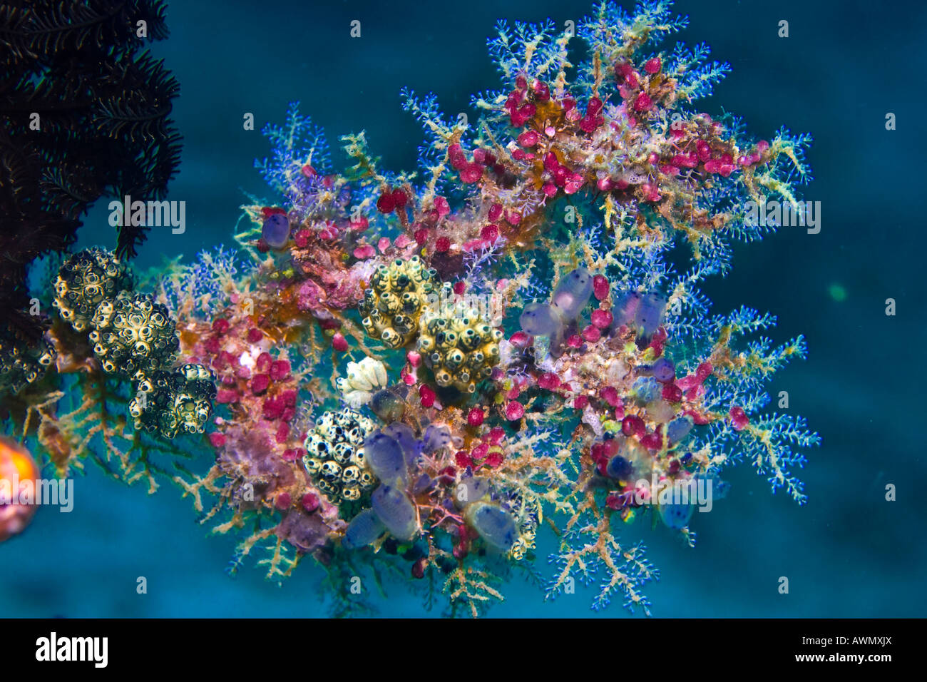 Alcyonaria hi-res stock photography and images - Alamy