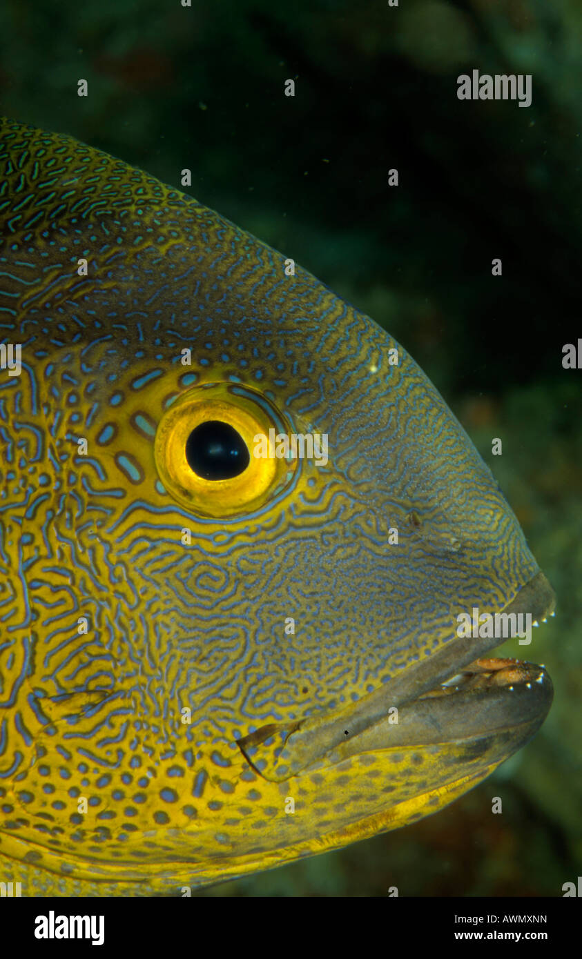 Midnight Snapper (Macolor macularis), Maldives, Indian Ocean Stock ...