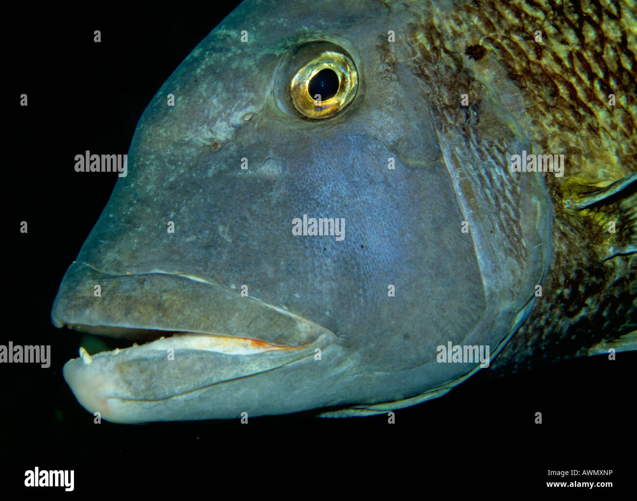 Yellowfin emperor hi-res stock photography and images - Alamy