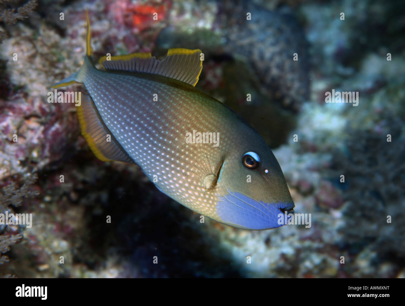 Xanthichthys auromarginatus hi-res stock photography and images - Alamy