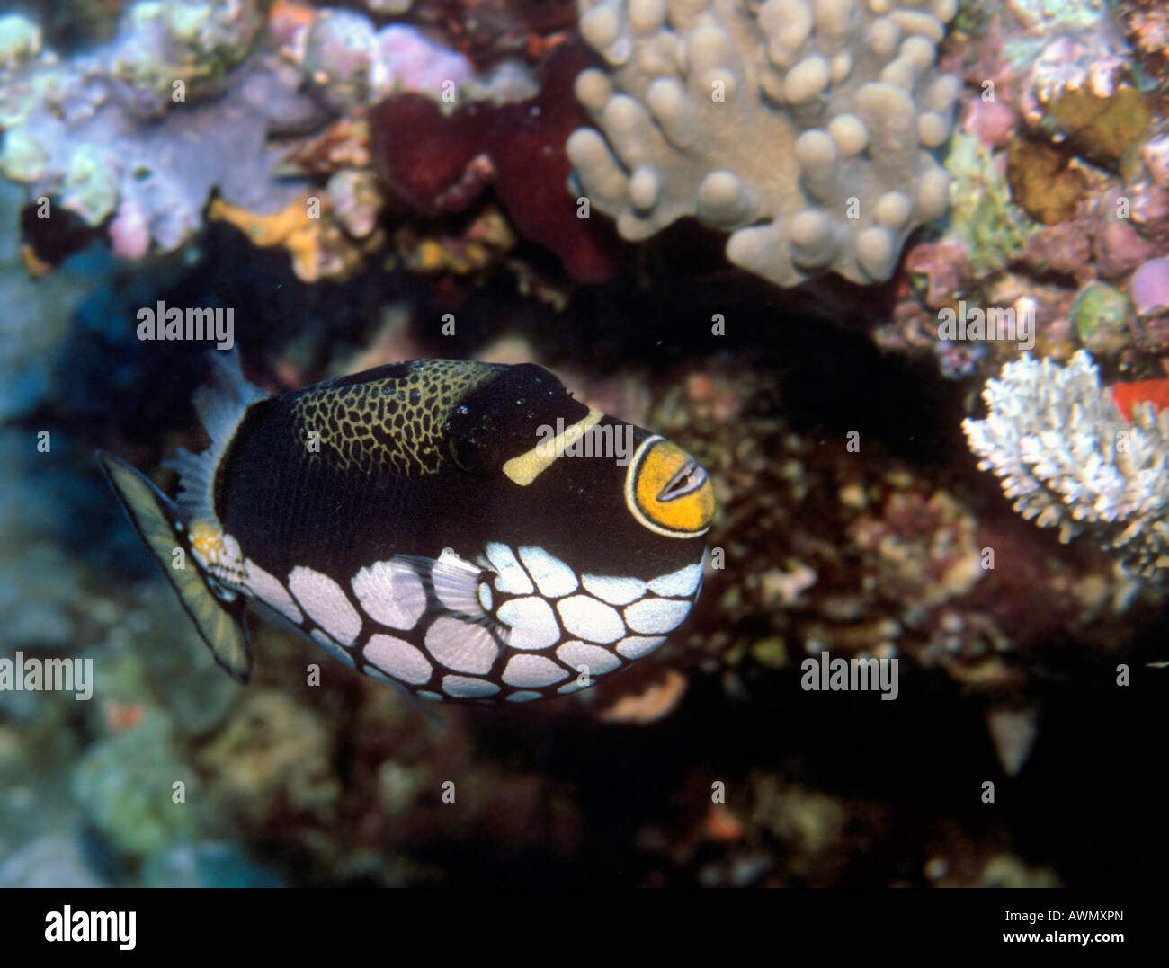 Clown Triggerfish (Balistoides conspicillum), Maldives, Indian Ocean ...