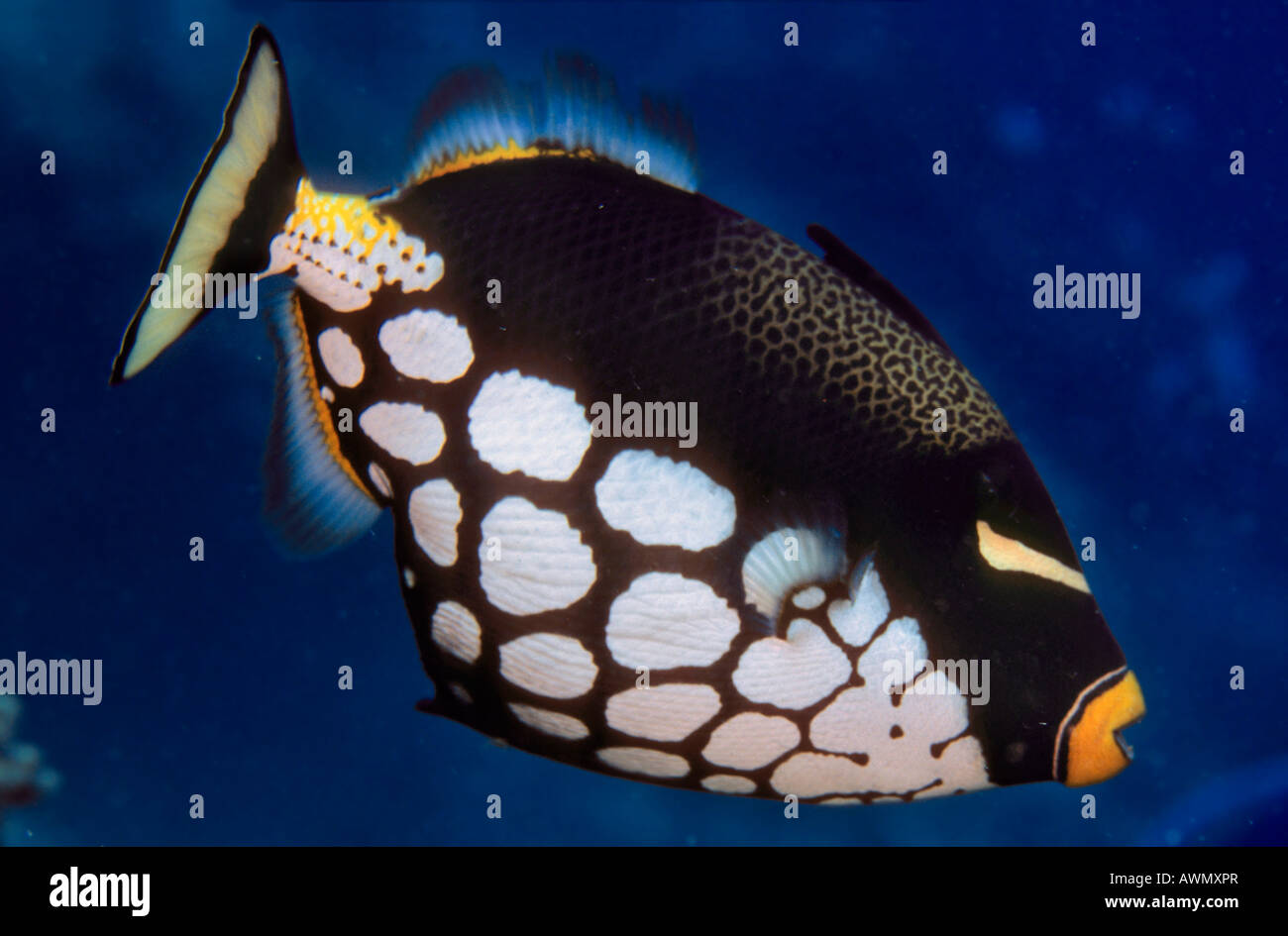 Clown Triggerfish (Balistoides conspicillum), Maldives, Indian Ocean ...